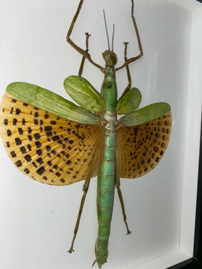 The Fiery-Winged Leopard Walking Stick Insect – Entomology Art Australia